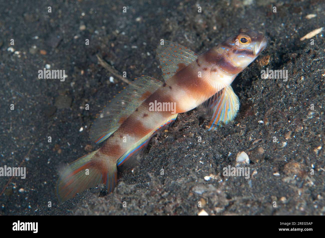 Slantbar Shrimpgoby, Amblyeleotris diagonalis, with erect fins, by hole ...