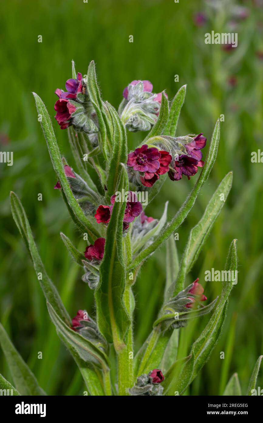 In the wild, Cynoglossum officinale blooms among grasses. A close-up of ...