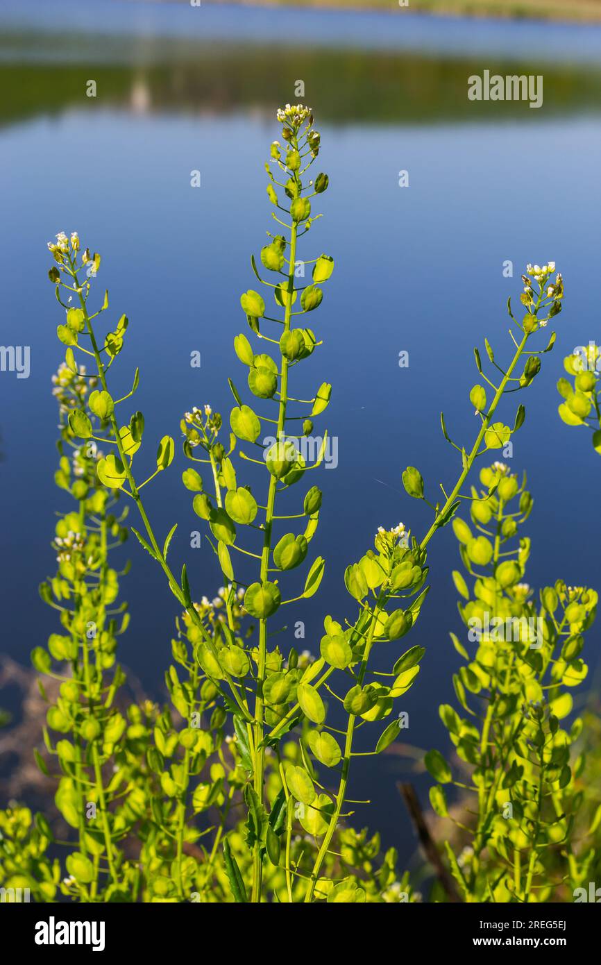 Field pennycress, Thlaspi arvense is an edible plant used in salads ...