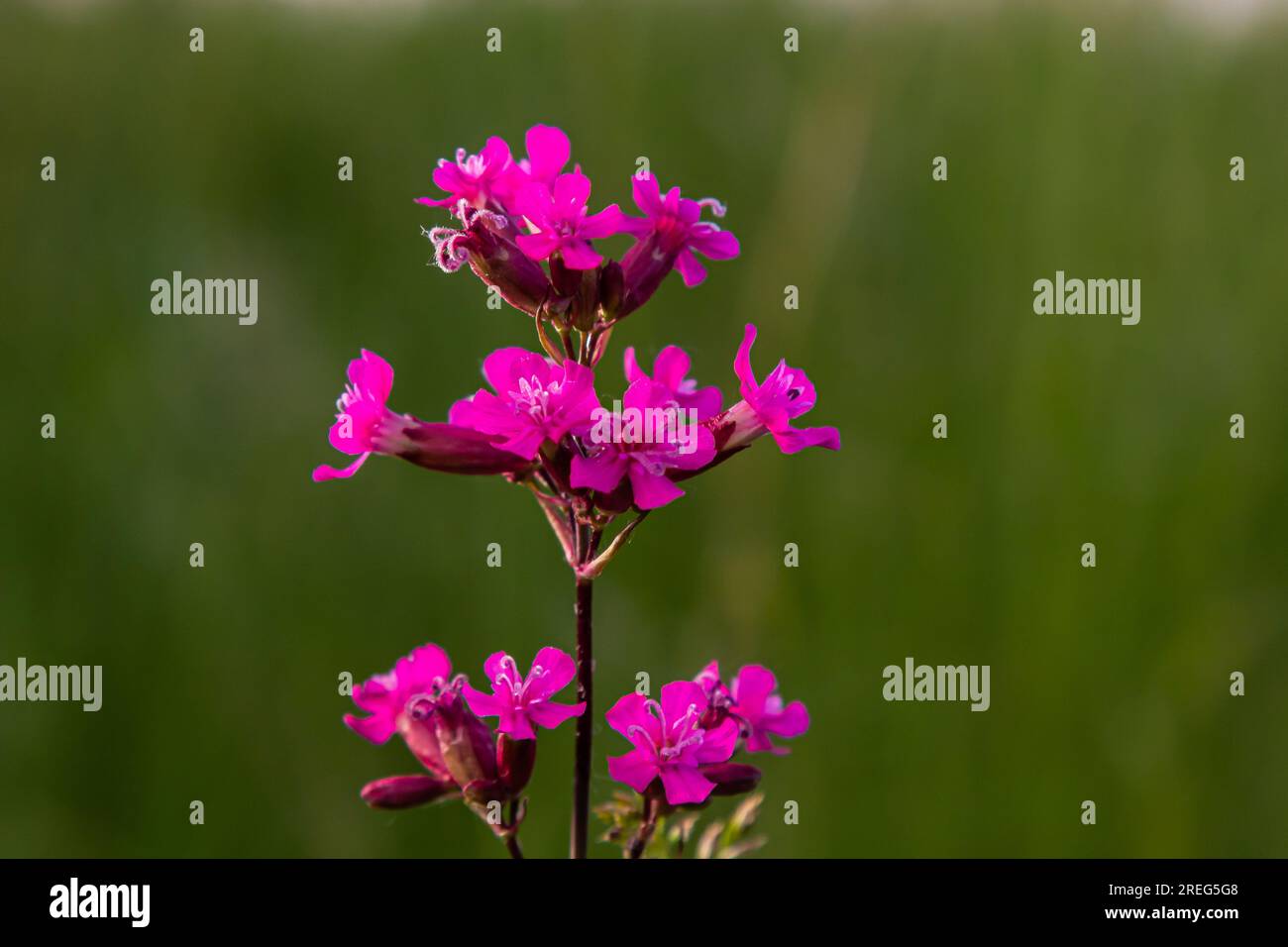 Silene viscaria, Viscaria vulgaris, Caryophyllaceae. Wild plant shot in ...