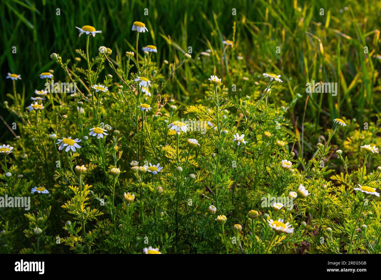Flesh Flies belong to the family Sarcophagidae. Tripleurospermum ...