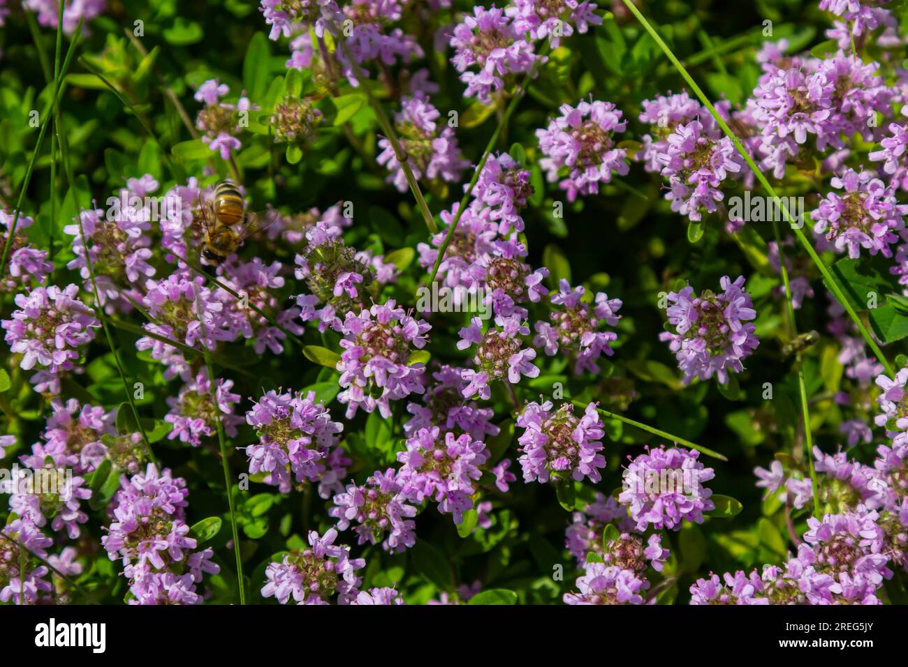 Blossoming fragrant Thymus serpyllum, Breckland wild thyme, creeping ...