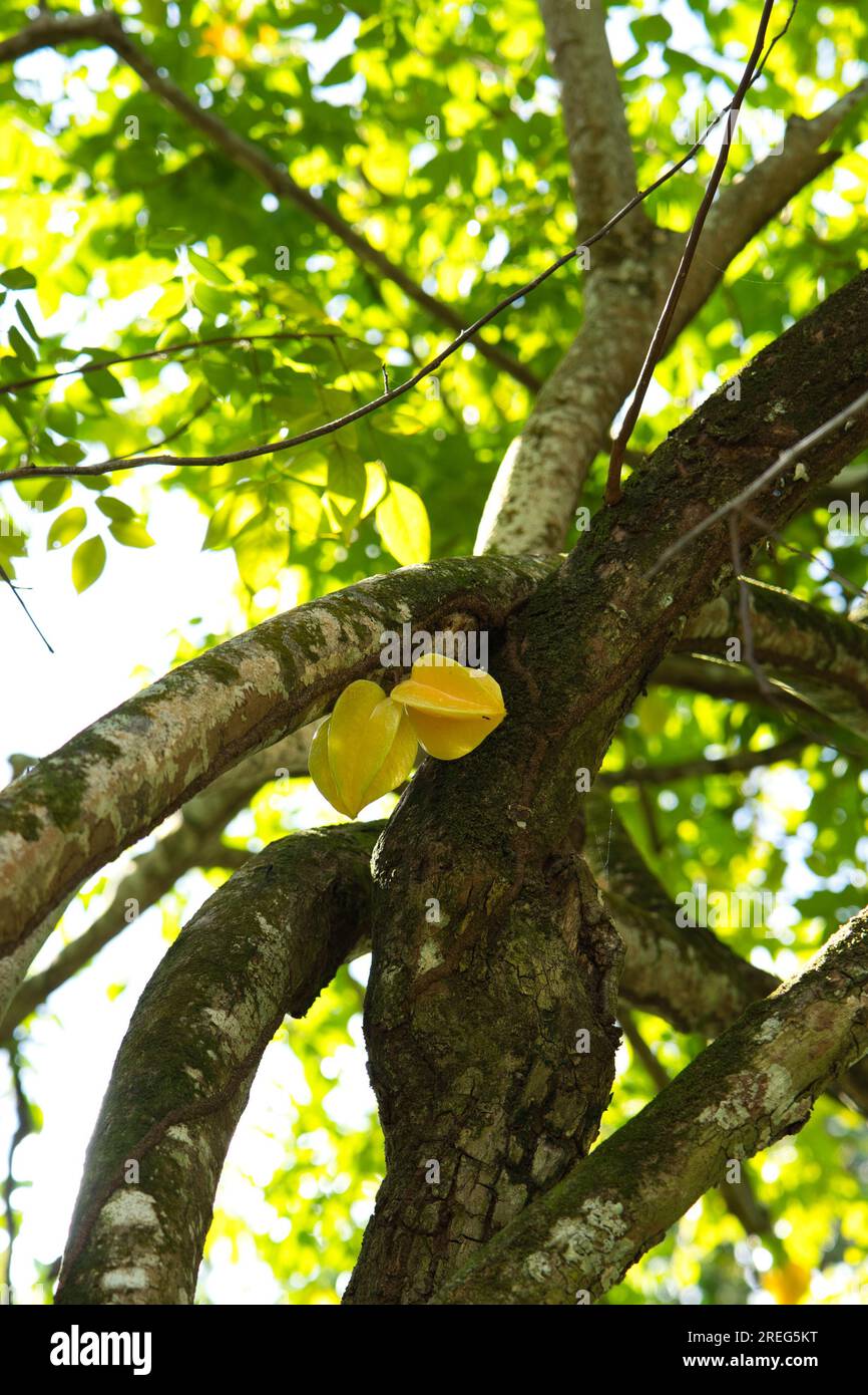 Starfruit on the tree inside the botanical garden, Mahe Seychelles ...