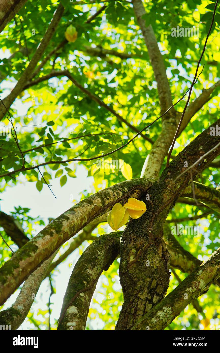 Starfruit on the tree inside the botanical garden, Mahe Seychelles ...