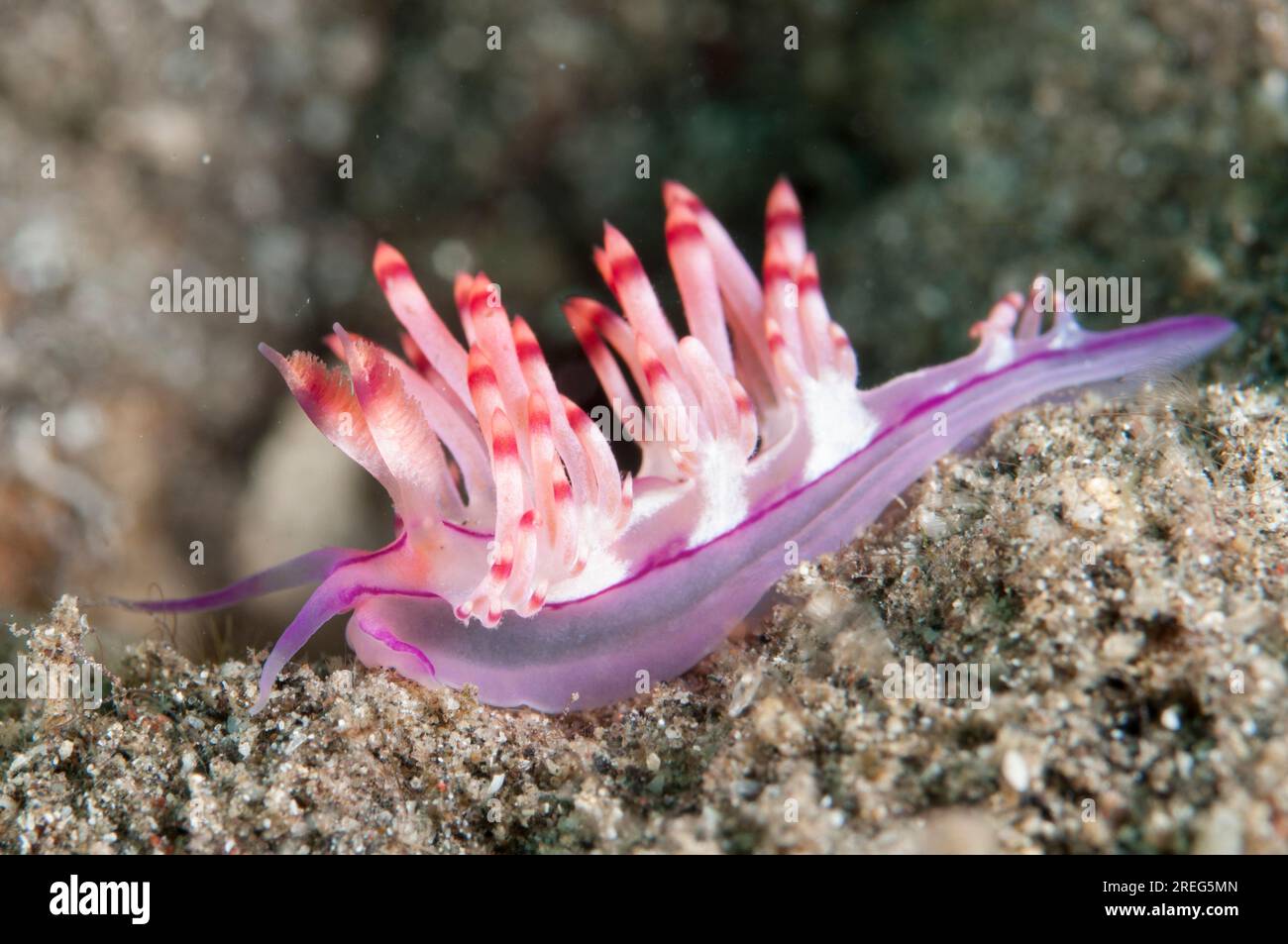 Red-lined Flabellina Nudibranch, Coryphellina rubrolineata, Kareko Batu ...