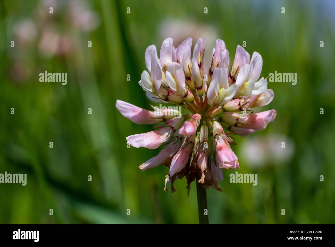White clover flowers. Fabaceae perennial plants. April-July is the ...