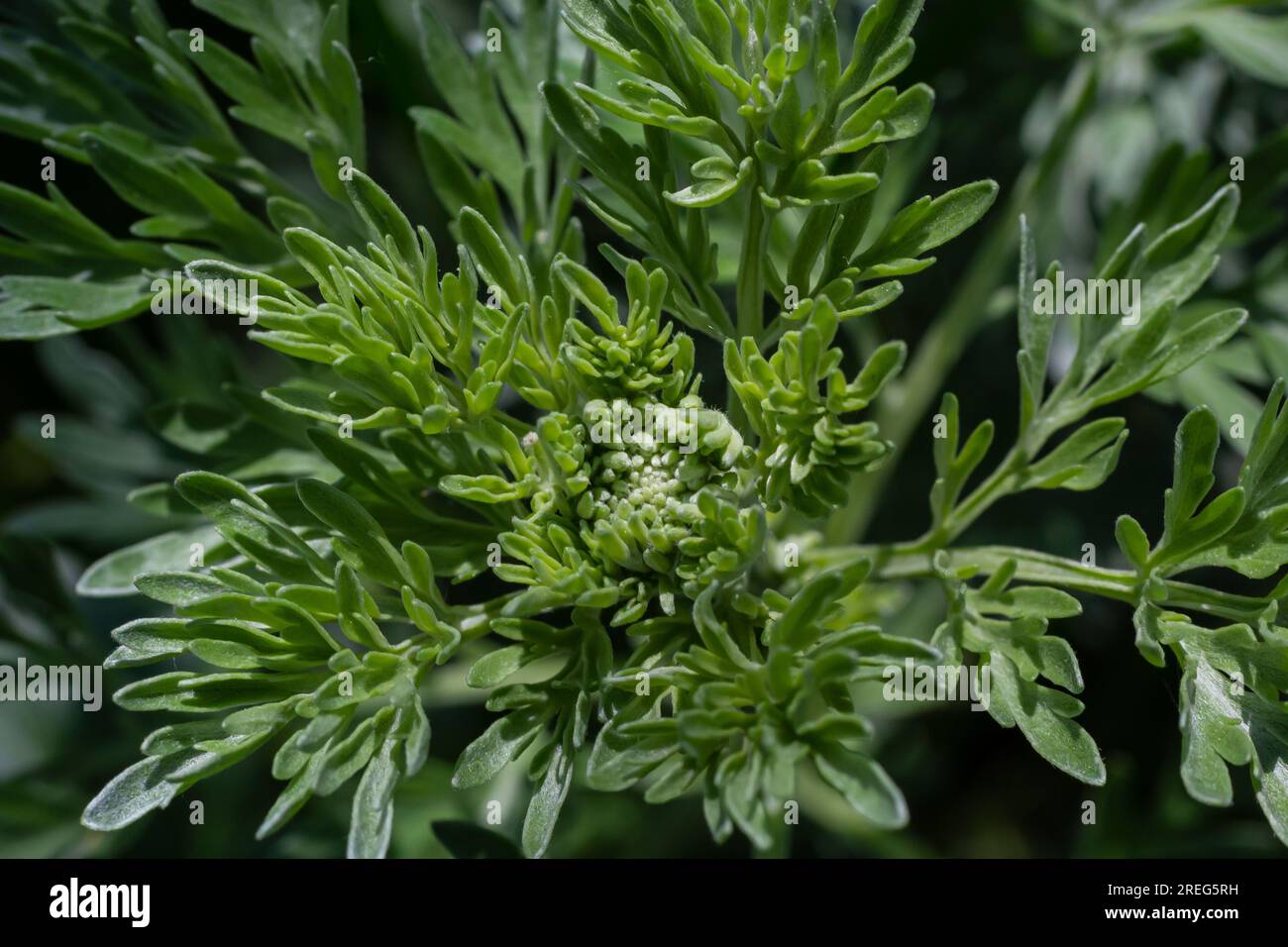 Absinthe artemisia absinthium hi-res stock photography and images - Alamy