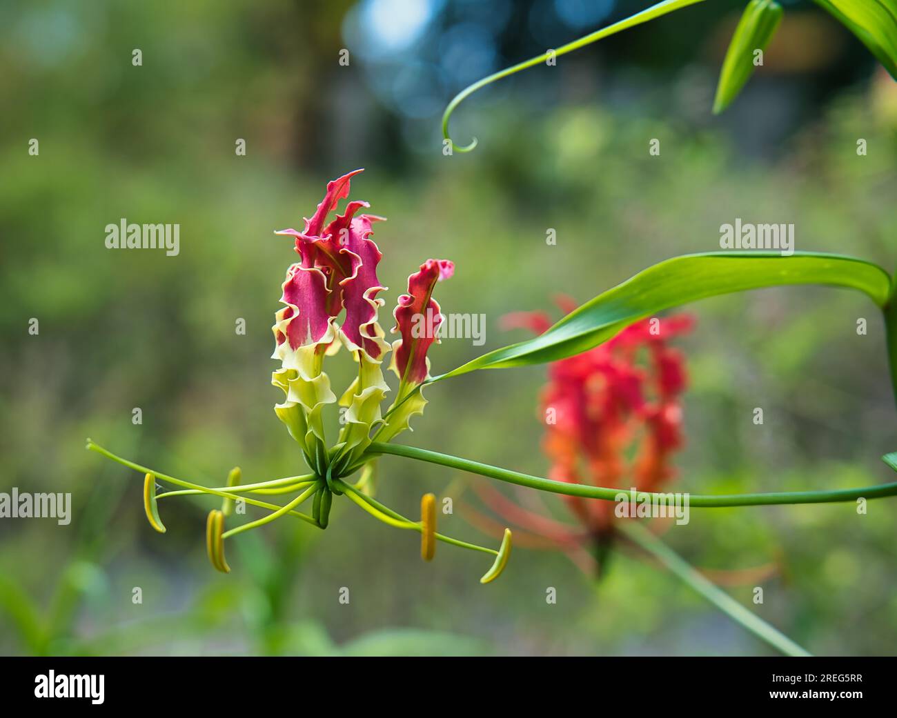 Pink glory lily hi-res stock photography and images - Alamy