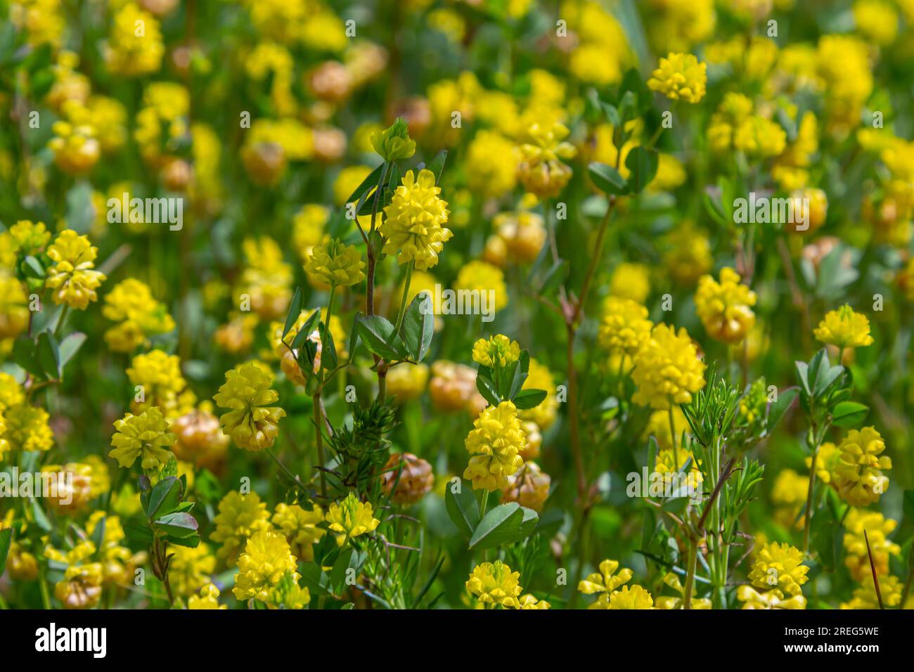 Golden leaves hop plant hi-res stock photography and images - Alamy