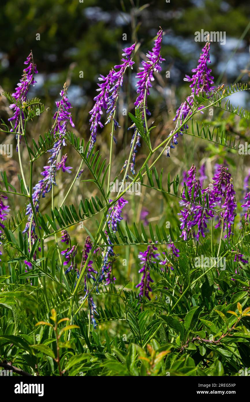 Vetch, vicia cracca valuable honey plant, fodder, and medicinal plant ...