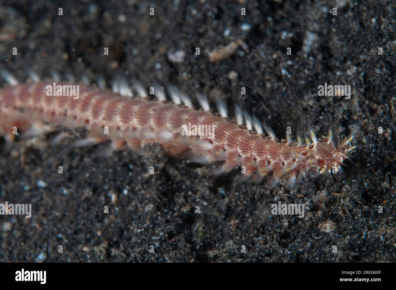 Pherecardia straita hi-res stock photography and images - Alamy