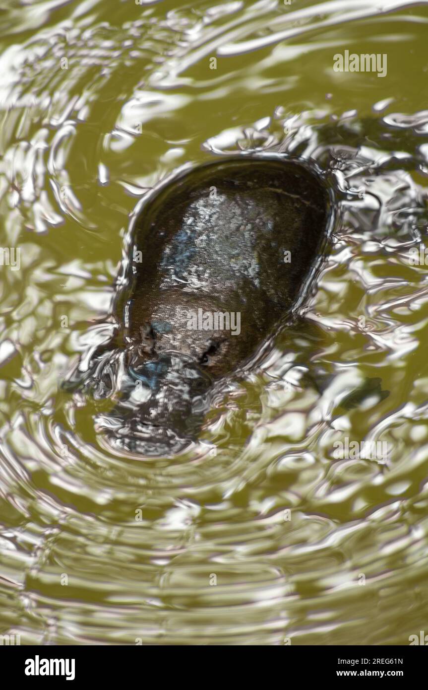 Platypus spur hi-res stock photography and images - Alamy