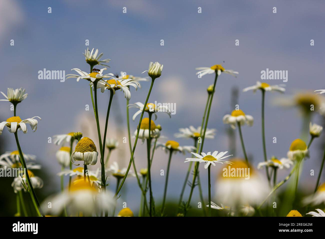 Tripleurospermum maritimum Matricaria maritima is a species of ...