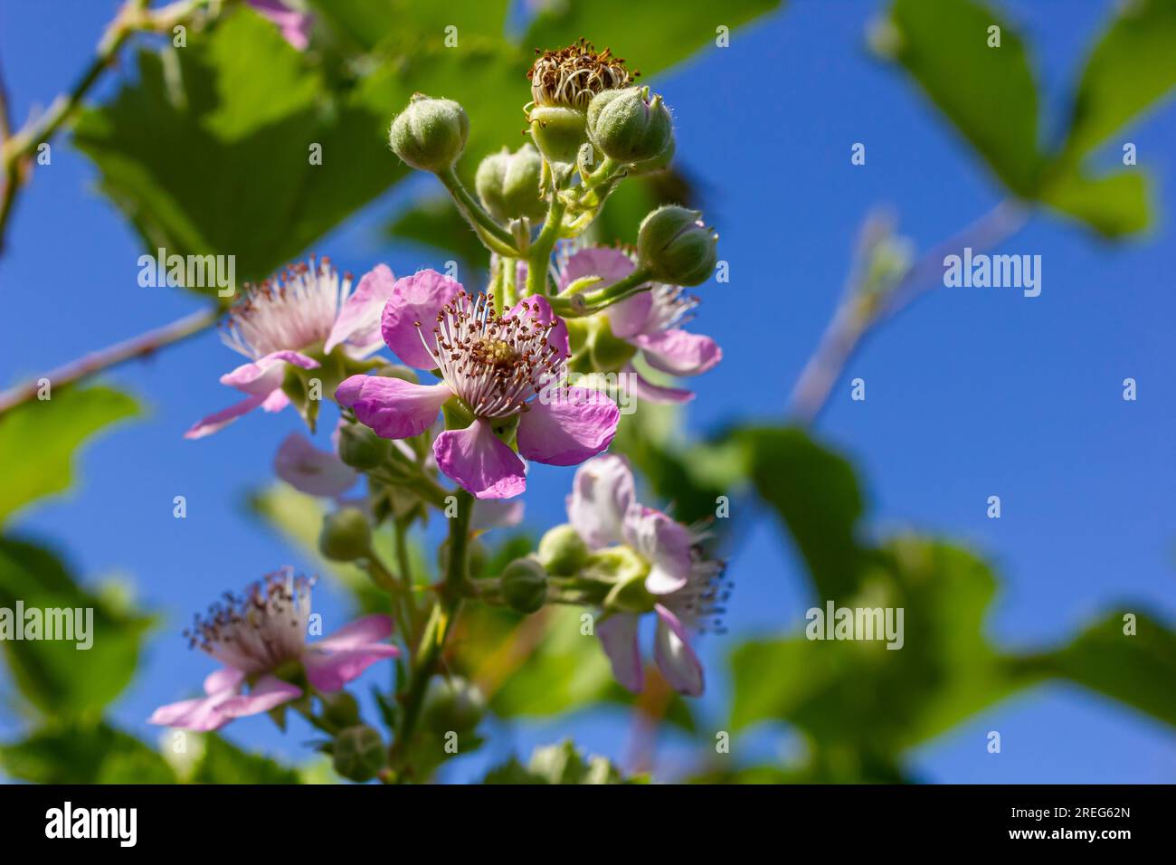 Soft pink blackberry flowers and buds in spring - Rubus fruticosus ...
