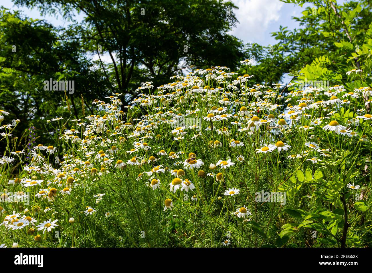 Tripleurospermum maritimum Matricaria maritima is a species of ...