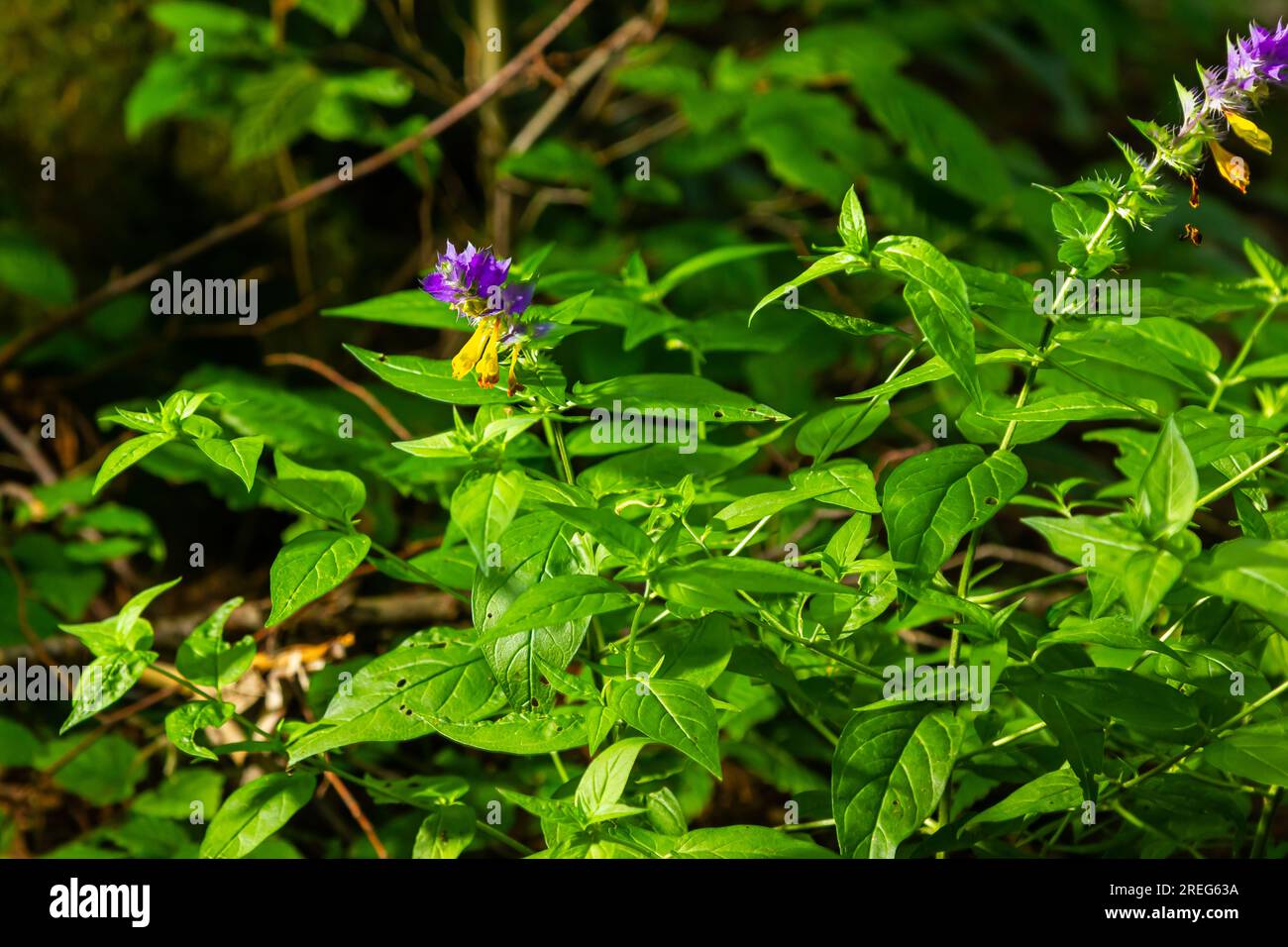 Melampyrum flower, Melampyrum nemorosum. Bumblebee on flower. Concept ...