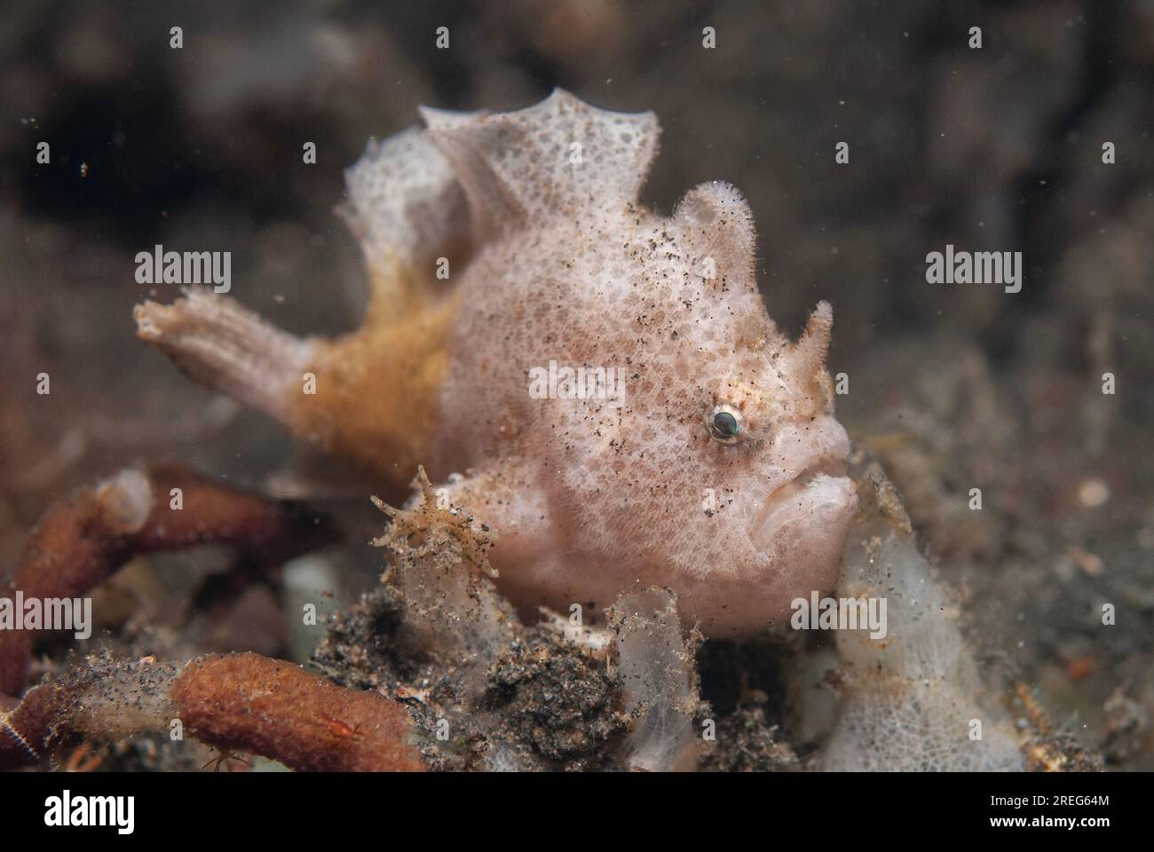 Painted Frogfish, Antennarius pictus, night dive, TK3 dive site, Lembeh ...