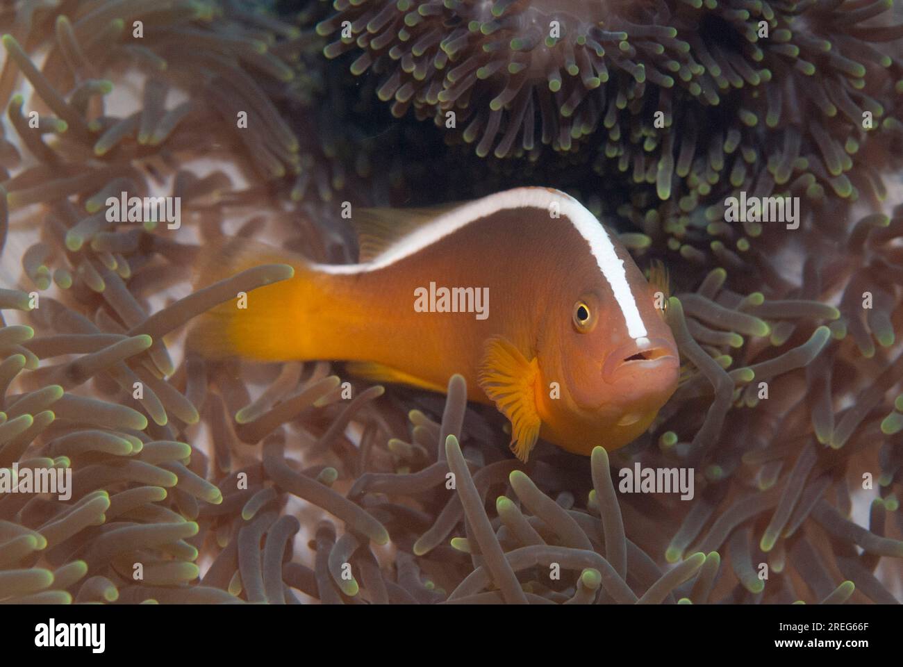 Orange Anemonefish, Amphiprion sandaracinos, in Magnificent Sea Anemone ...