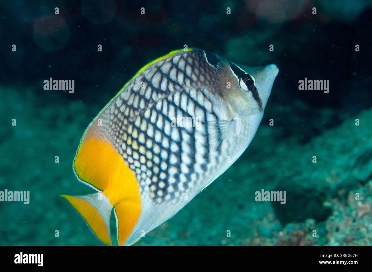 Crosshatch Butterflyfish, Chaetodon xanthurus, Tanjung Slope dive site ...
