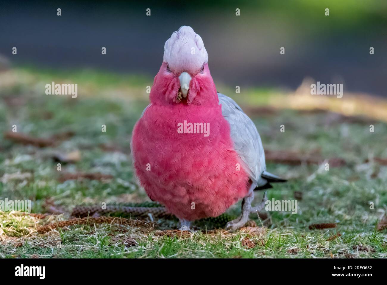 Galah also known as a rose-breasted cockatoo on the grass at The ...