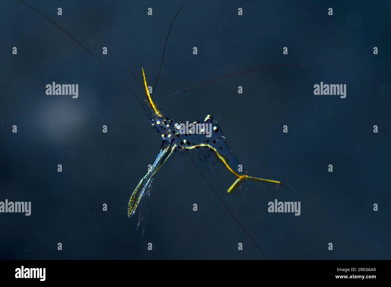 Clear Cleaner Shrimp, Urocaridella sp, Wreck dive site, Tanjung Nabire ...