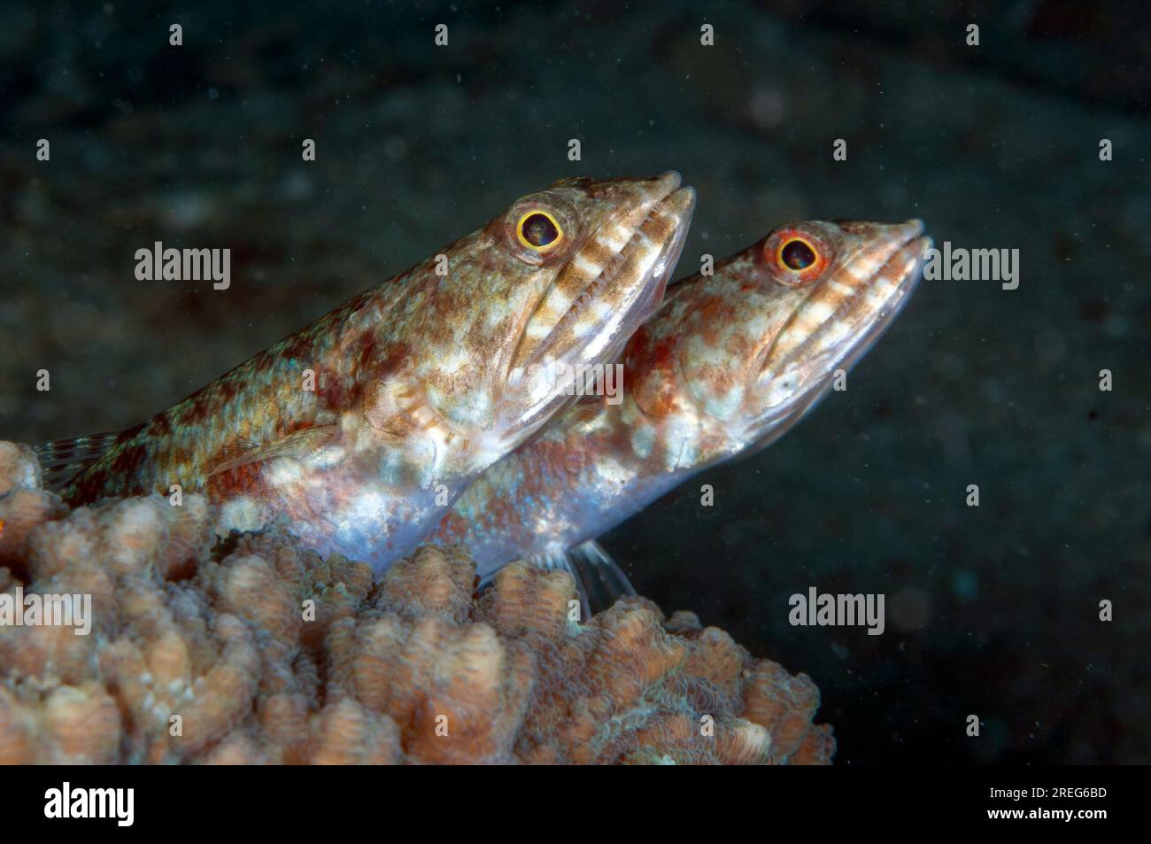 Pair of Reef Lizardfish, Synodus variegatus, Wreck dive site, Tanjung ...