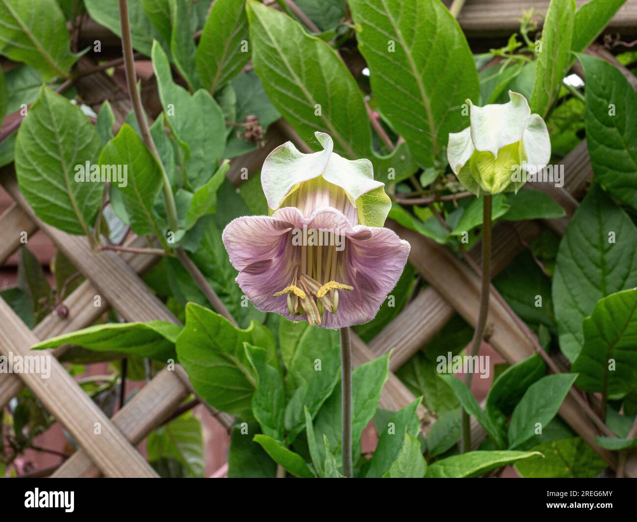 Cup and saucer vine cobaea scandens hi-res stock photography and images ...