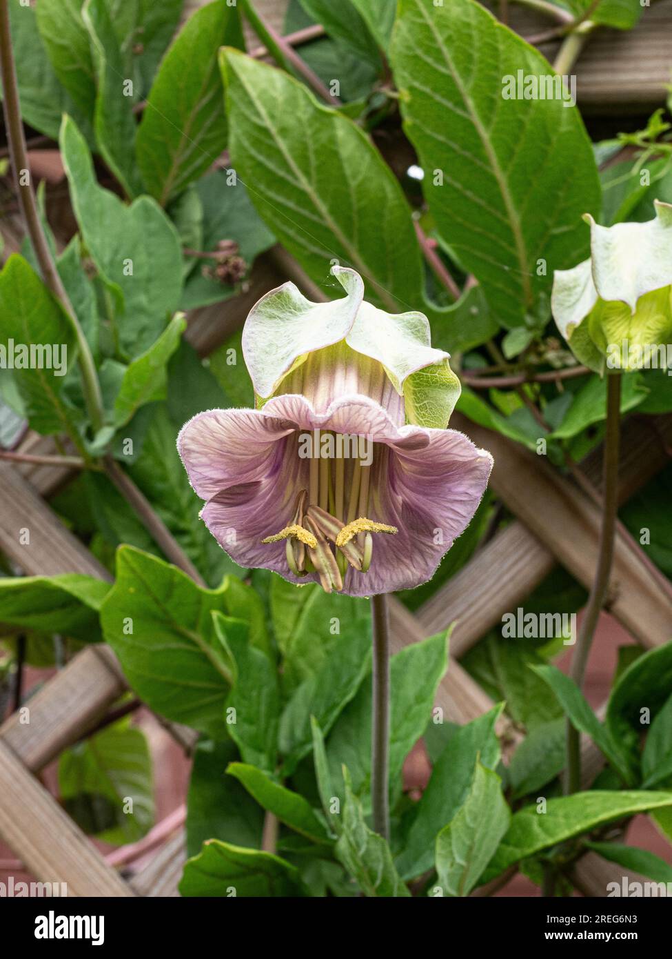 A close up of a single newly open flower of the cup and saucer vine ...