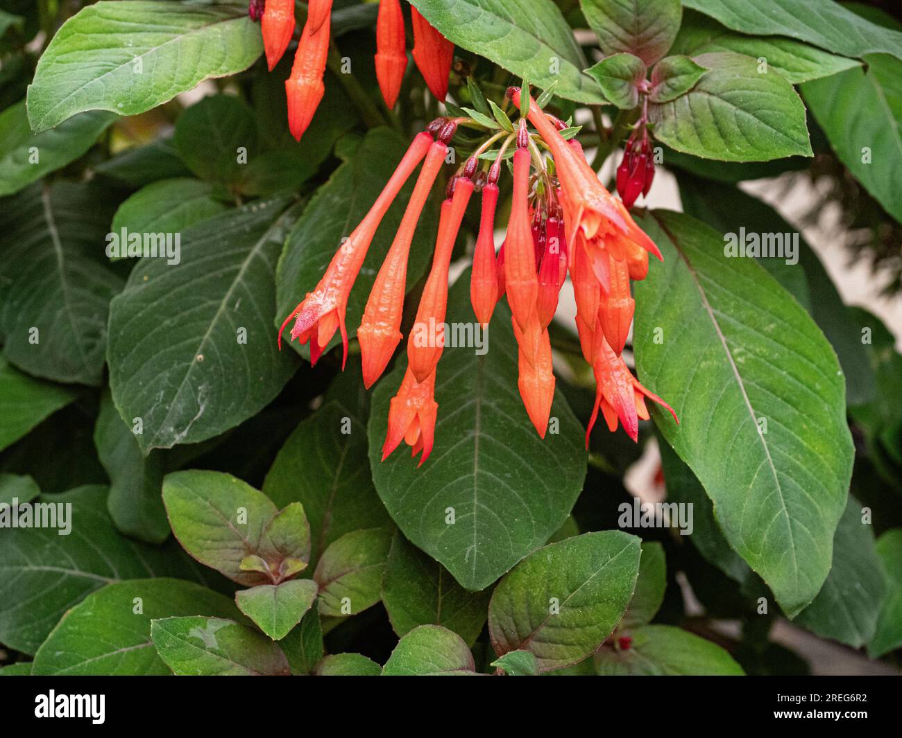 Tubular orange flowers hi-res stock photography and images - Alamy