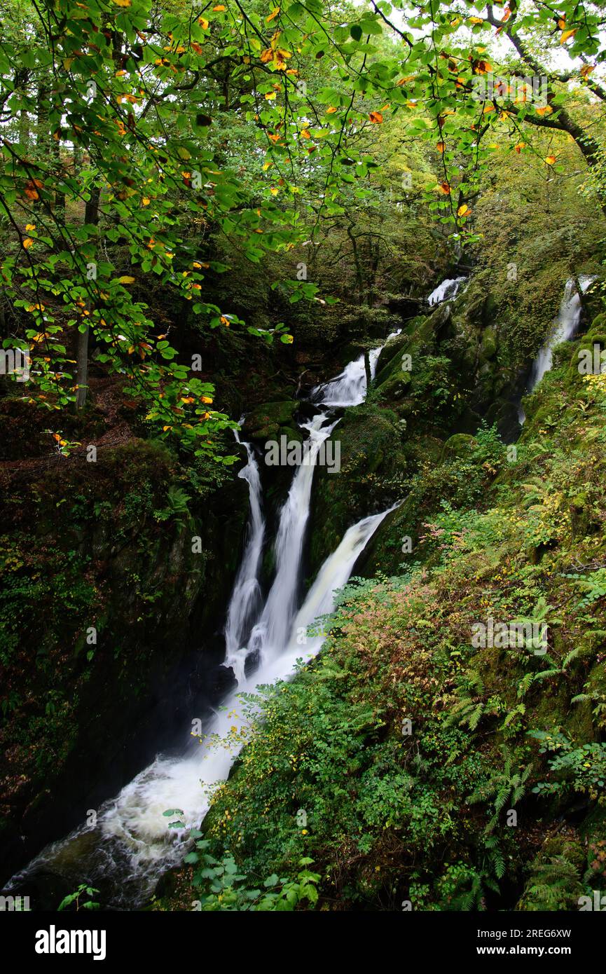 Stock Ghyll Force, Ambleside Stock Photo - Alamy