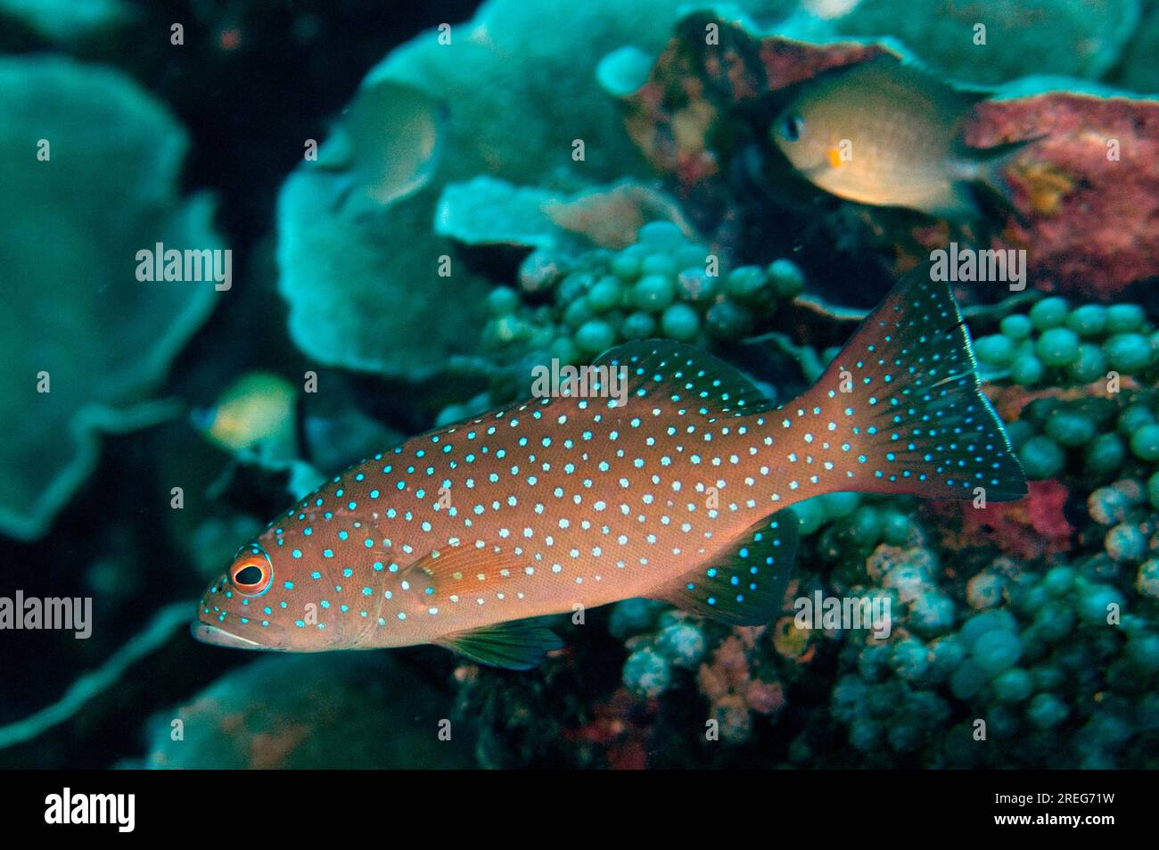 Lectropomus maculatus hi-res stock photography and images - Alamy