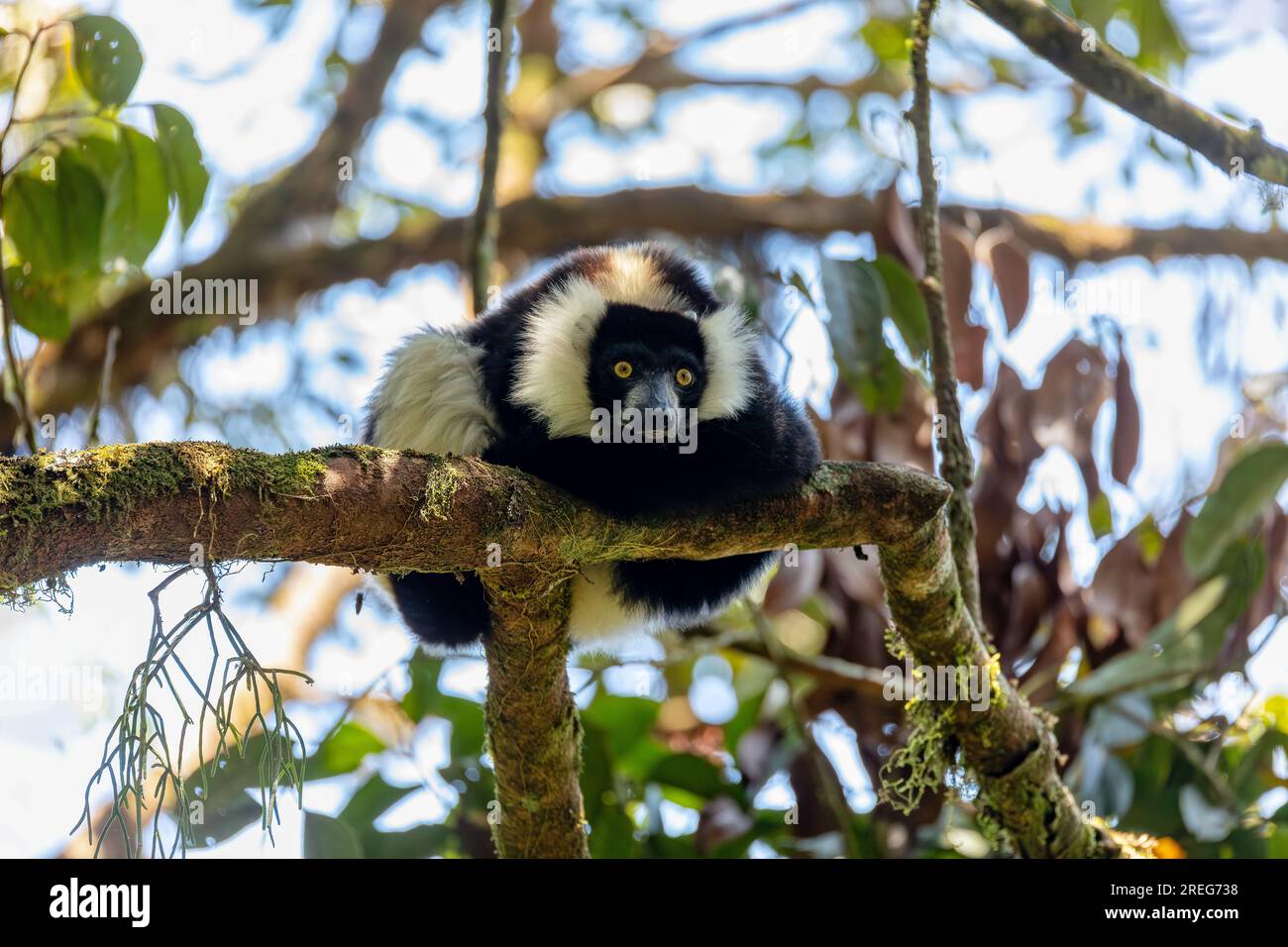 Endemic Black-and-white ruffed lemur (Varecia variegata subcincta ...