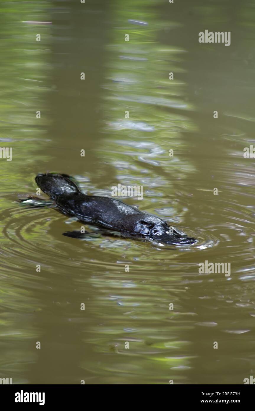 Platypus, Ornithorhynchus anatinus, Duck-billed Platypus, Petersens ...