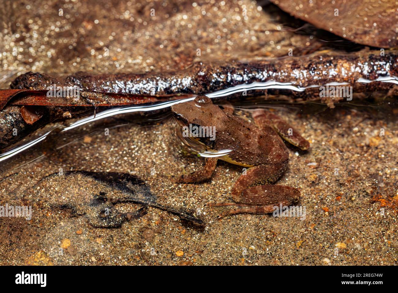 Mantidactylus majori, endemic species of frog in the family Mantellidae ...