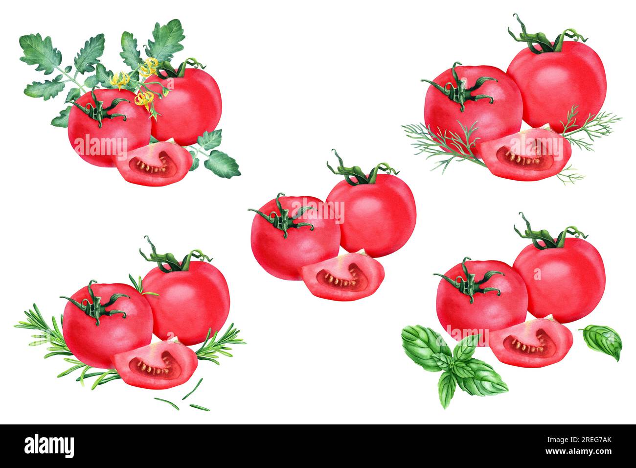 A set with compositions of red tomatoes and herbs. Watercolor illustration isolated on white for ...