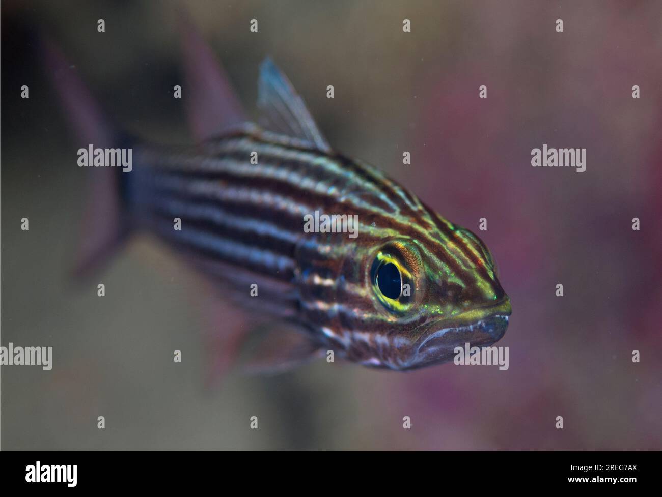 Tiger Cardinalfish, Cheilodipterus macrodon, Junkyard dive site ...