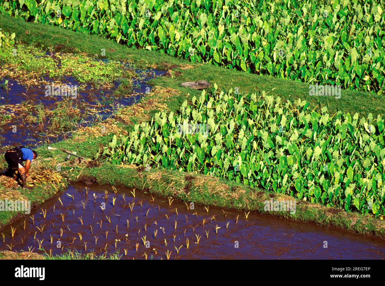 Taro ponds hi-res stock photography and images - Alamy