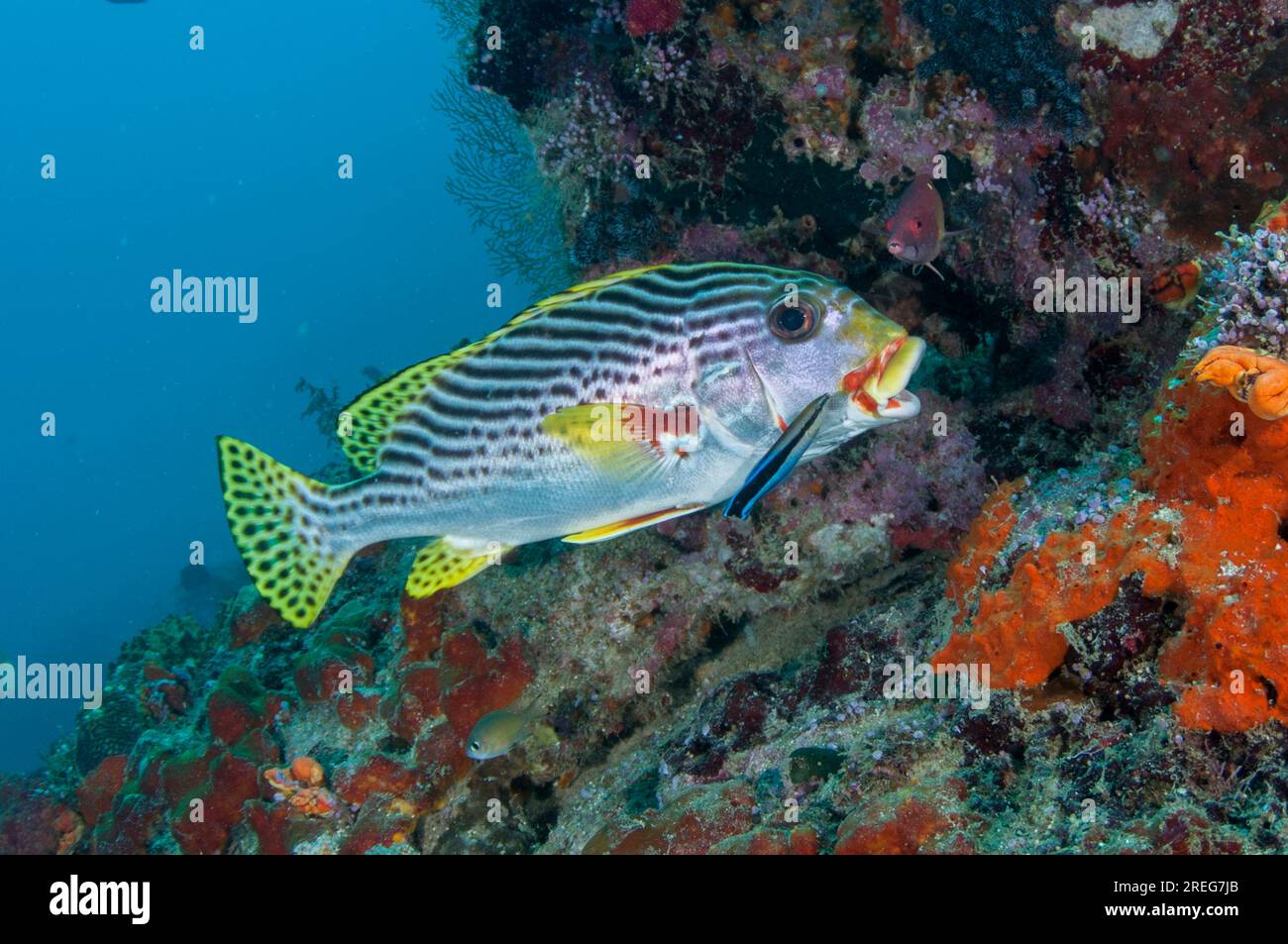 Diagonal-banded Sweetlips, Plectorhinchus lineatus, being cleaned by a ...