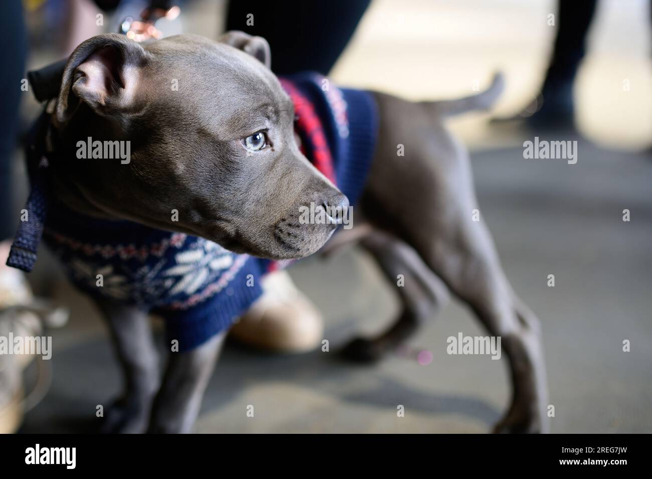 Grey Staffordshire Bull Terrier with light blue eyes on lead and ...