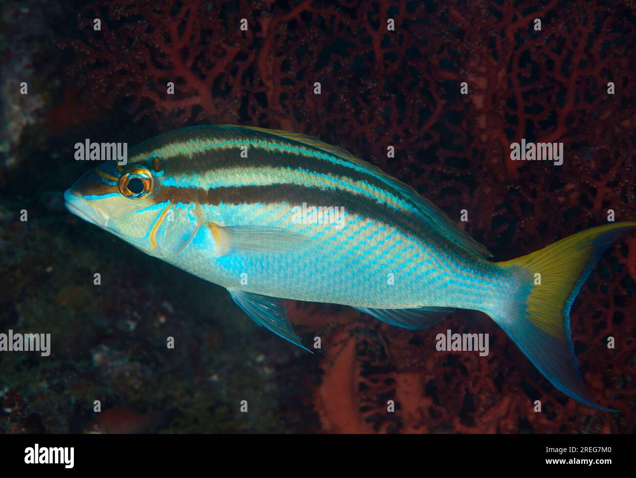 Rainbow Monocle Bream, Scolopsis temporalis, Bomber dive sire, Sansapor ...