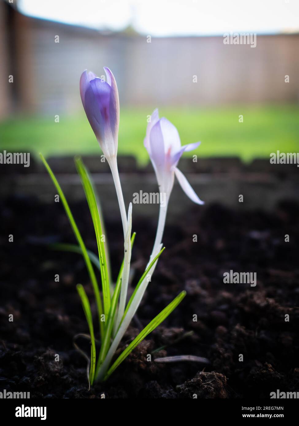 Purple crocus grows alone in a planting bed Stock Photo - Alamy