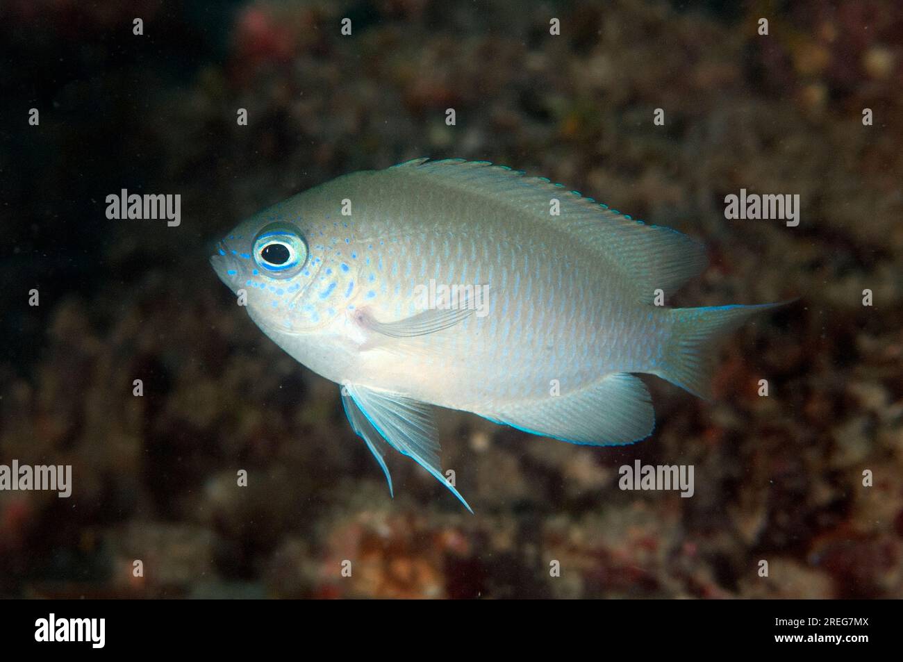 Reid's Damselfish, Pomacentrus reidi, Bomber dive sire, Sansapor, Raja ...