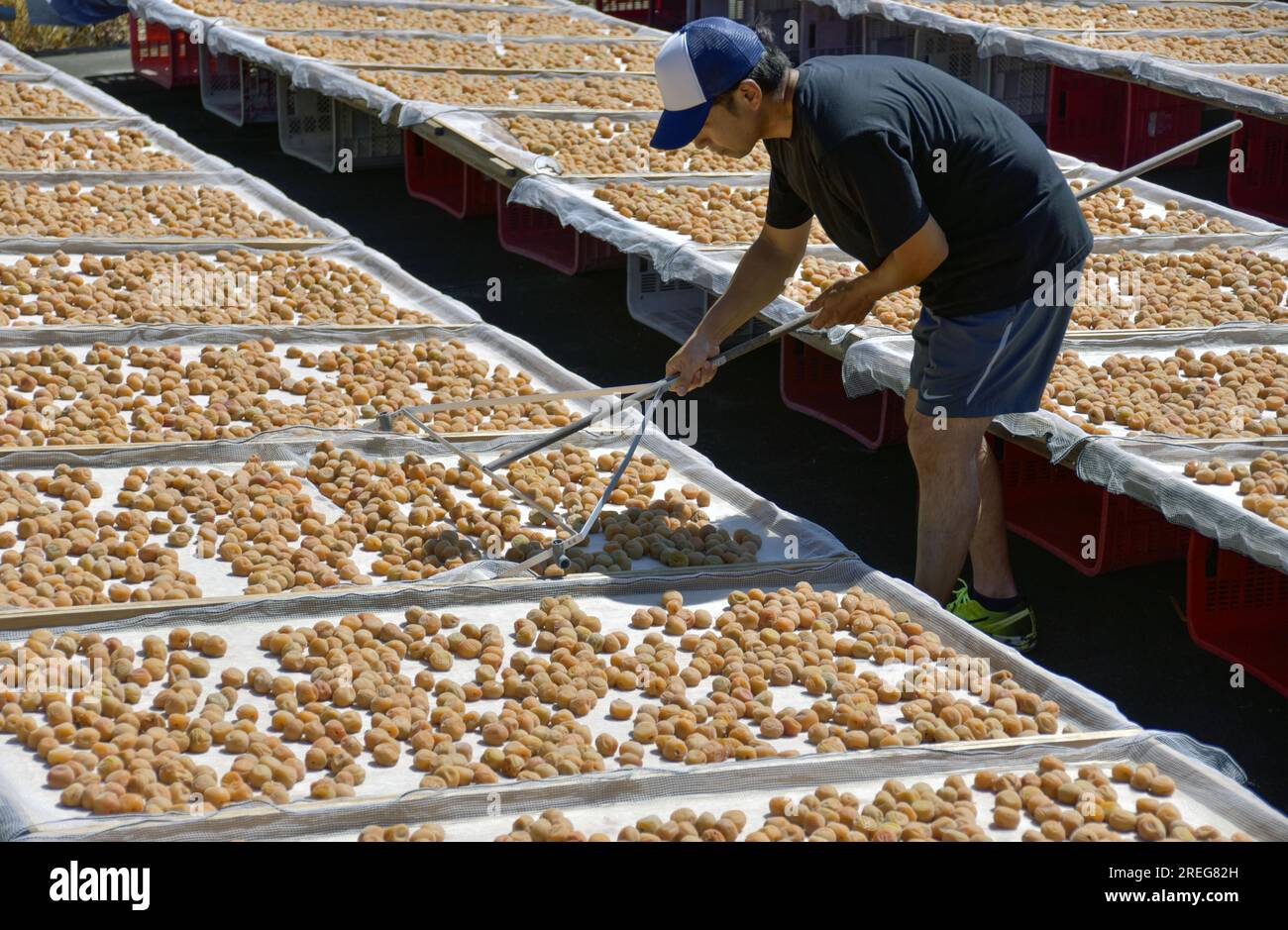 A farmer lays out pickled Nanko Japanese plums to dry them out in the ...