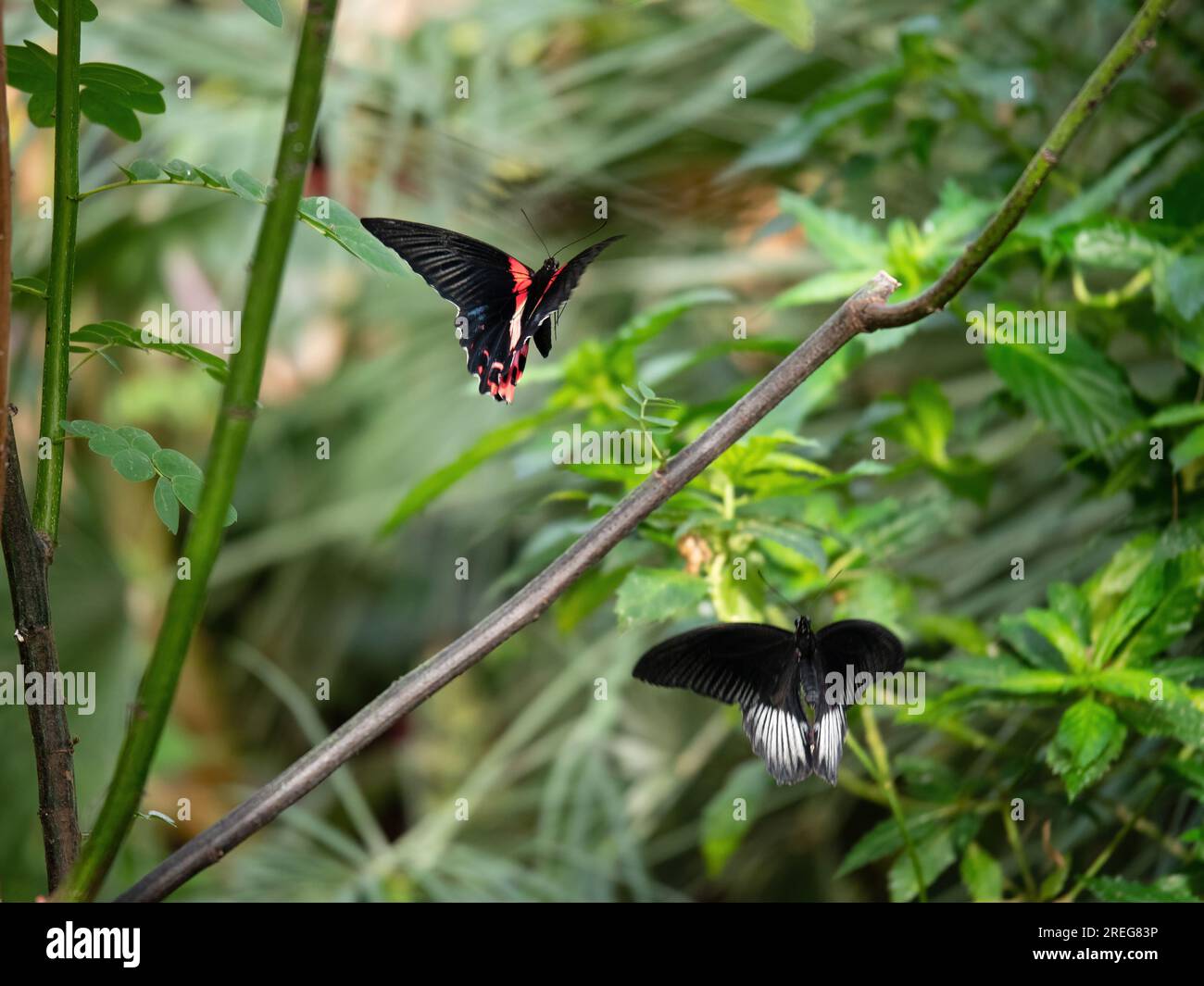 Two butterflies flying among the branches at the Stratford Butterfly ...