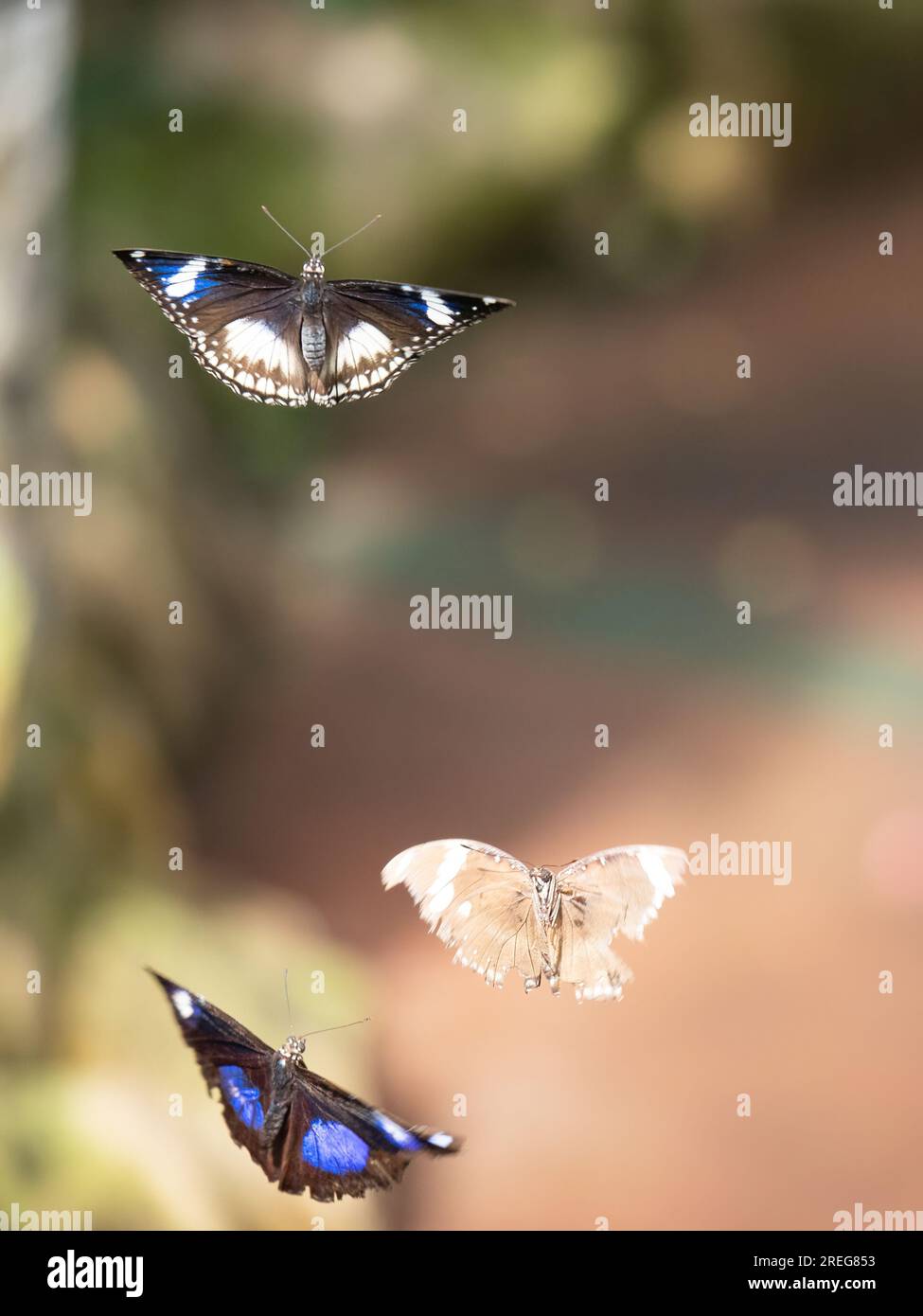 Two Butterflies Flying Together