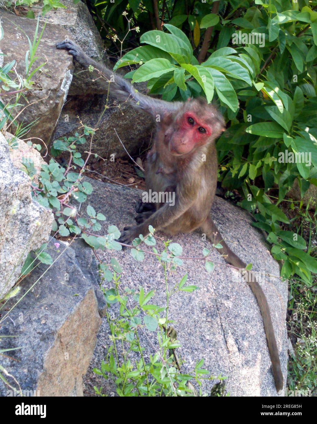 Mother monkey looking with curiosity and food in mouth Stock Photo - Alamy