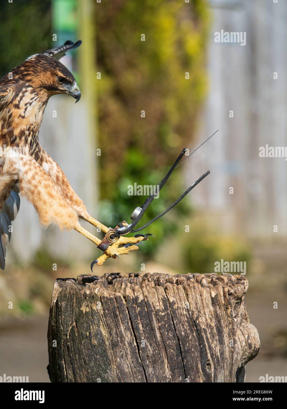 Red tailed hawk in flying display at the Cotswold Falconry Centre in ...