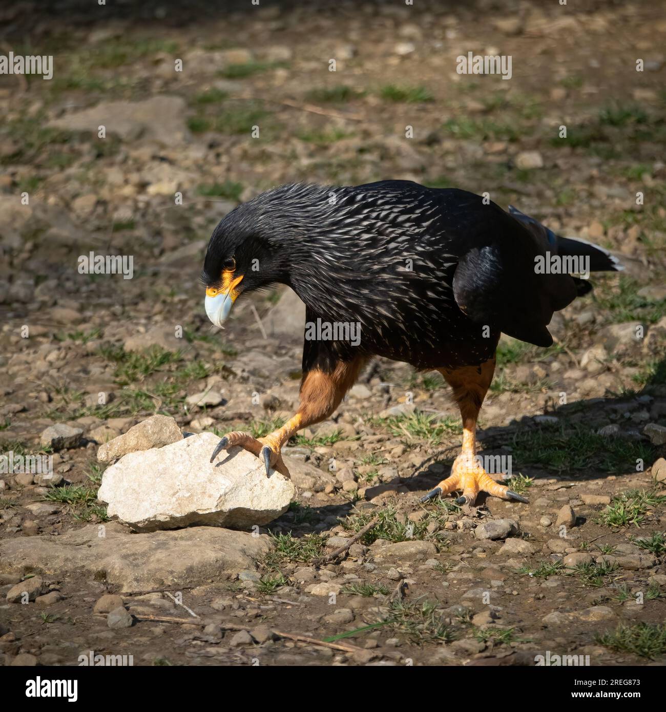 Striated Caracara on display at the Cotswold Falconry Centre in ...