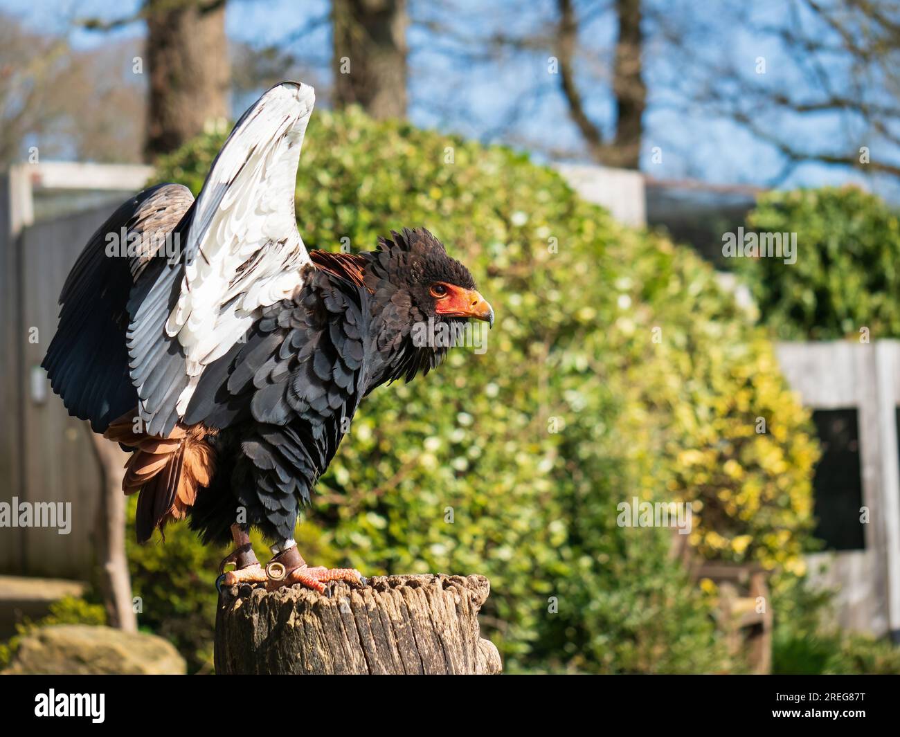 Bateleur Eagle Falconry