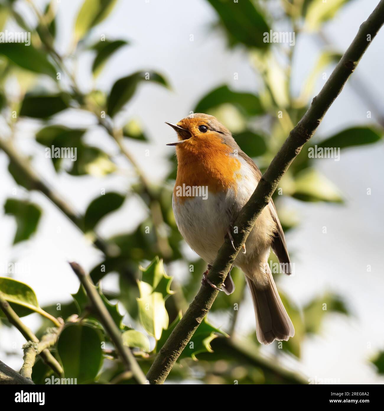 Red robin perched on a branch at Adderbury Lakes in Adderbury ...